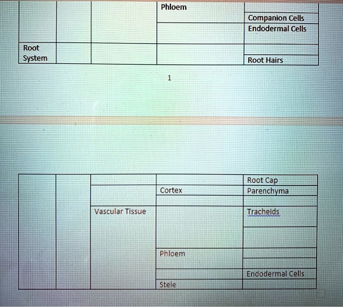 phloem companion cells endodermal cells root system root hairs root cap ...