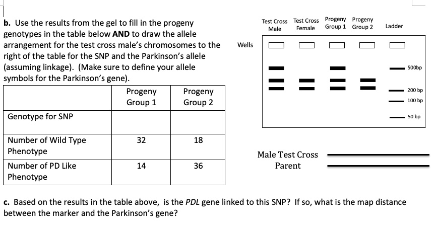 SOLVED: b. Use the results from the gel to fill in the progeny ...