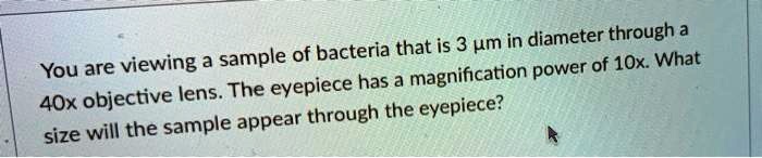 you are viewing a sample of bacteria that is 3 um in diameter through a 40x objective lensthe ...