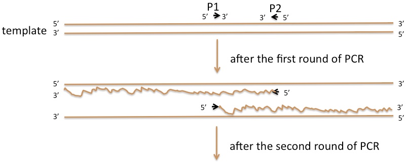 SOLVED: Texts: Draw a diagram showing the second round of PCR. Use the ...