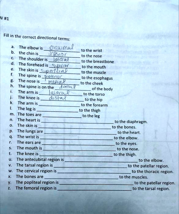 N #1 Fill in the correct directional terms: a. The elbow is proximal to ...