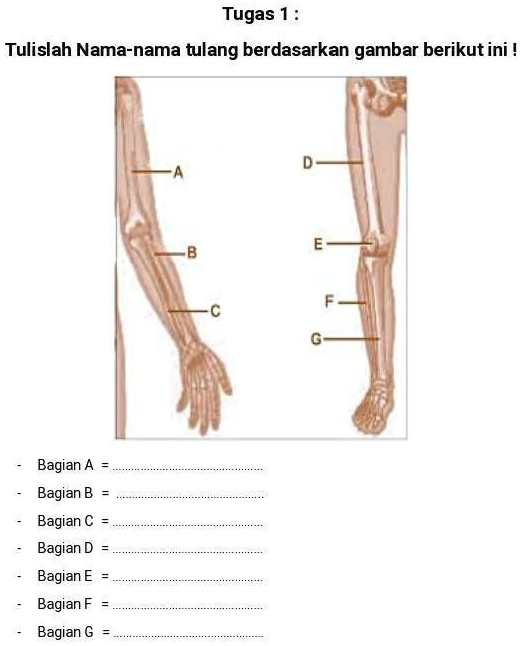 SOLVED: Tulislah Nama - nama tulang berdasarkan gambar berikut! Tugas 1 ... SOLVED: Tulislah Nama - nama tulang berdasarkan gambar berikut! Tugas 1 ...
