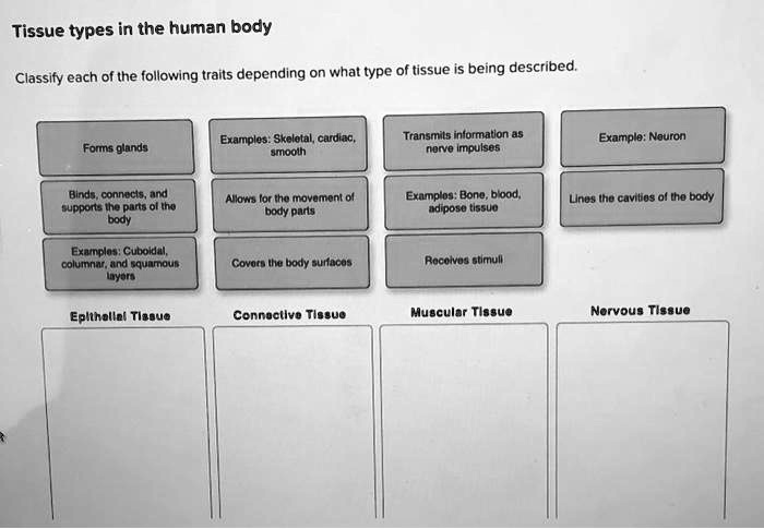 Tissue types in the human body Classify each of the following traits depending on what type of ...
