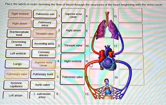 SOLVED: Place the labels in order denoting the flow of blood through the structures of the heart ...
