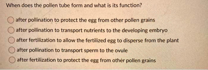 SOLVED: When does the pollen tube form and what is its function? after ...