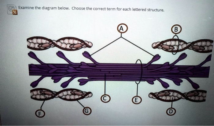 SOLVED: Examine the diagram below. Choose the correct term for each lettered structure;
