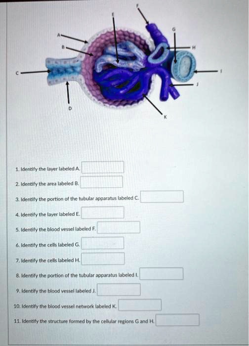 SOLVED: 1. Identify the layer labeled A. 2. Identify the area labeled B. 3. Identify the portion ...
