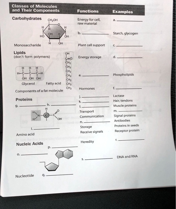 SOLVED: Classes of Molecules and Their Components Functions Examples ...