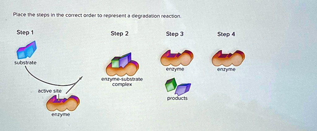 Place the steps in the correct order to represent a degradation ...