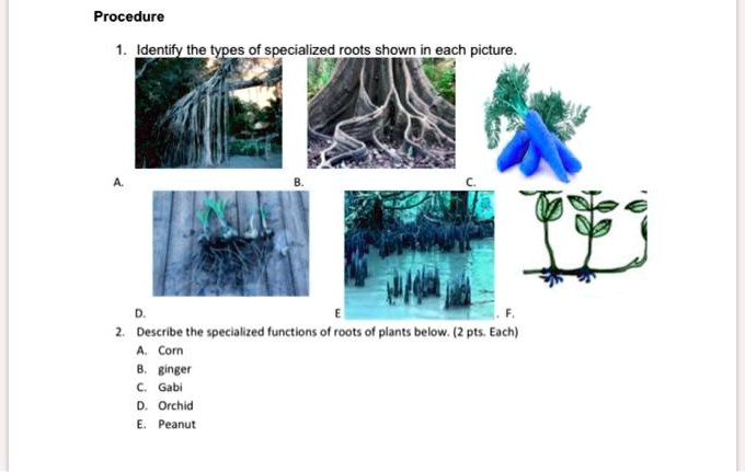 procedure identify the types of specialized roots shown in each picture ...
