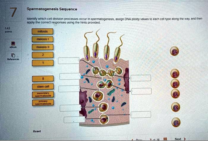 SOLVED: Spermatogenesis Sequence Apply the correct responses using the ...