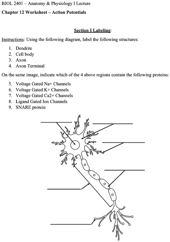 BIOL 2401 - Anatomy Physiology I Lecture Chapter 12 Worksheet - Action Potentials Section I ...