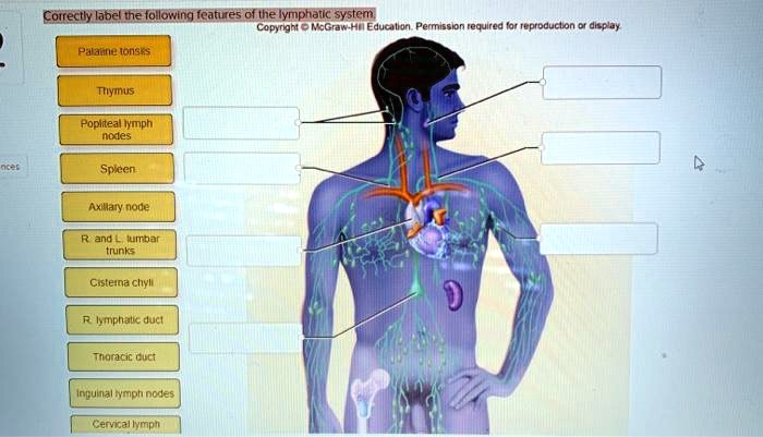 Correctly label the following features of the lymphatic...