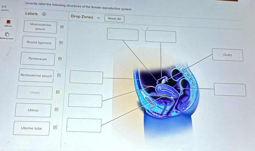 Correctly label the following structures of the female reproductive ...