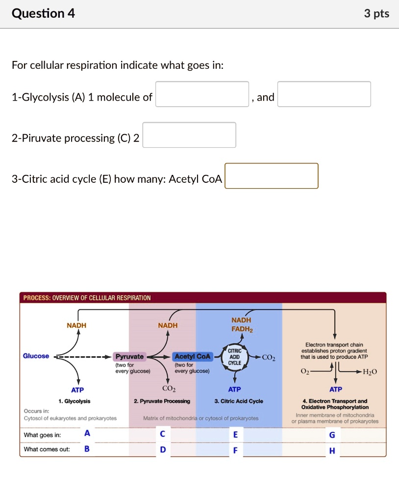 Question 4 For cellular respiration indicate what goes in: 1-Glycolysis ...