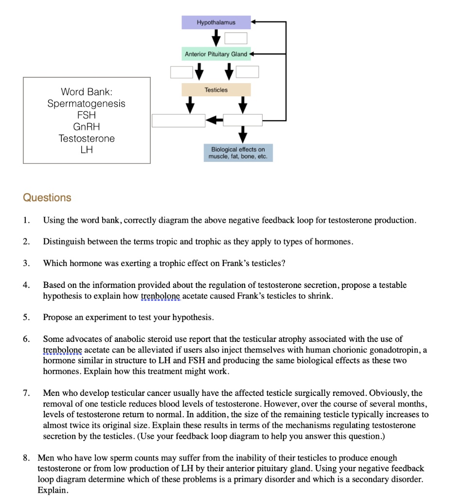 SOLVED: Text: Hypothalamus Anterior Pituitary Gland Word Bank ...