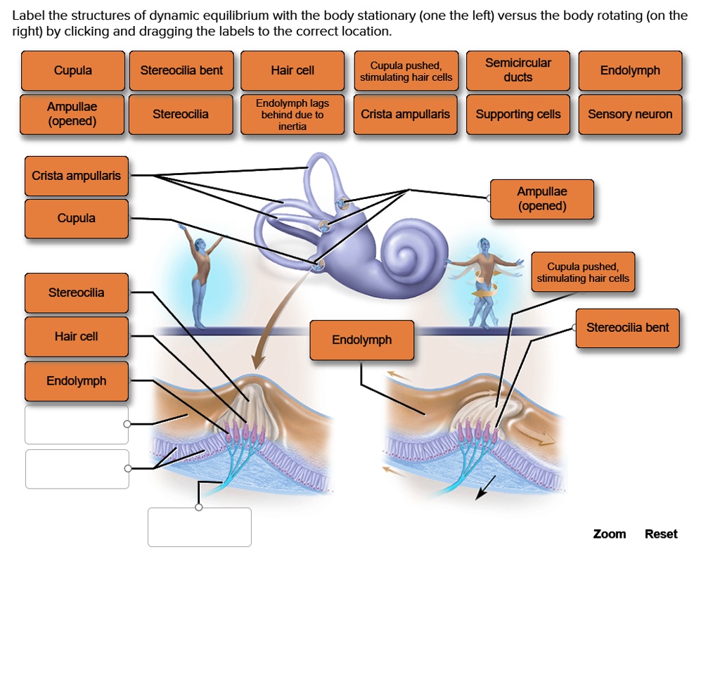 Label the structures of dynamic equilibrium with the body stationary ...