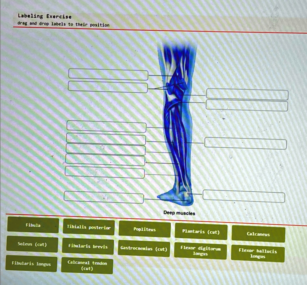 labeling exercise drag and drop labels to their position deep muscles ...