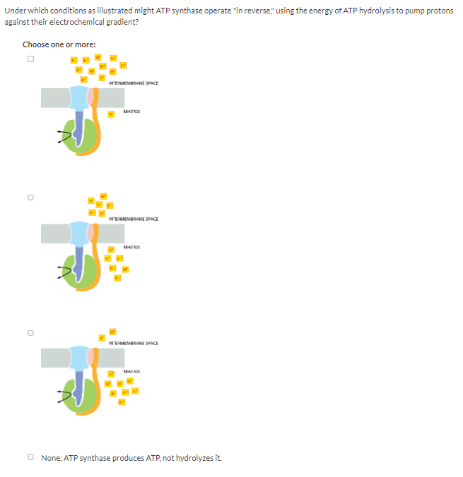 Under which conditions as illustrated might ATP synthase operate "in reverse," using the energy ...