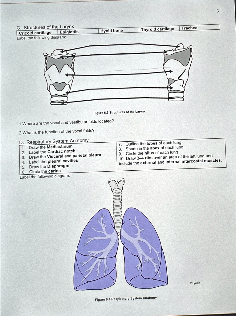 C. Structures of the Larynx Epiglottis Hyoid bone Thyroid cartilage ...
