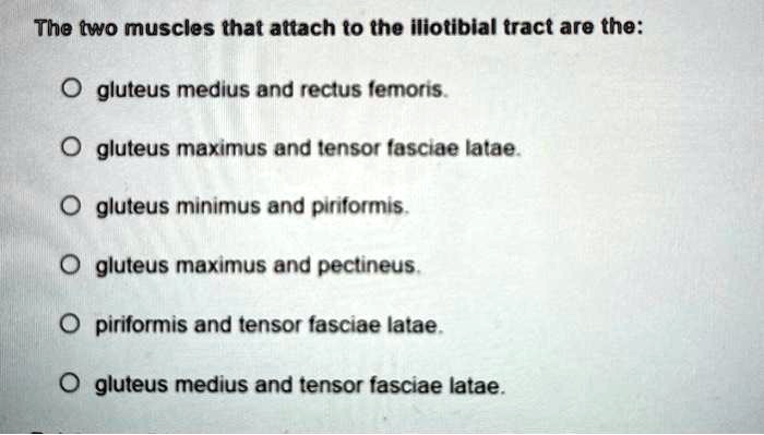 SOLVED: The two muscles that attach to the iliotibial tract are the ...