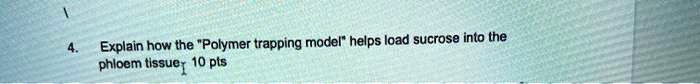 explain how the polymer trapping model helps load sucrose into the ...