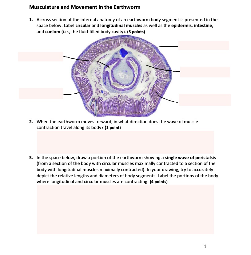 musculature and movement in the earthworm a cross section of the ...
