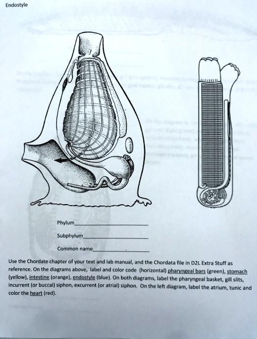 Endostyle Phylum Subphylum Common name Use the Chordate chapter of your ...