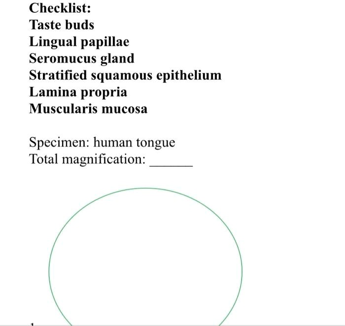 SOLVED: Please help me find a human tongue microscope slide/histology ...
