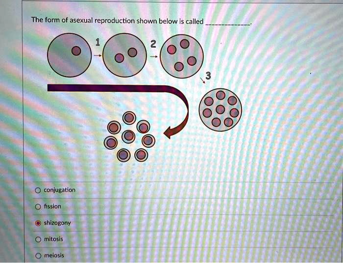 Solved The Form Of Asexual Reproduction Shown Below Is Called 1951
