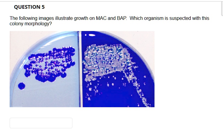 SOLVED: QUESTION 5 The following images illustrate growth on MAC and ...
