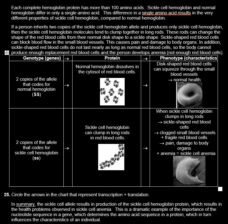 each complete hemoglobin protein has more than 100 amino acids sickle ...