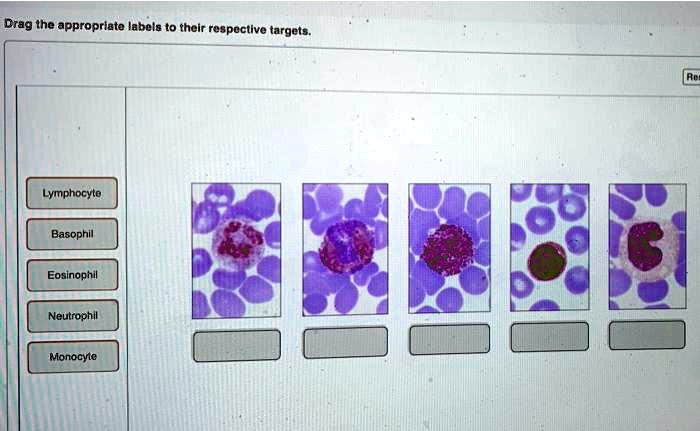 SOLVED: Drag the appropriate labels to their respective targets. Red ...