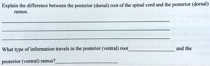 SOLVED: Explain the difference between the posterior (dorsal) root of ...