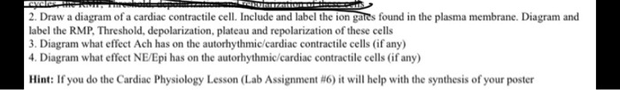 2. Draw a diagram of a cardiac contractile cell. Include and label the ...