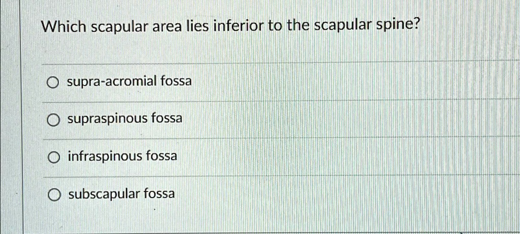 SOLVED: Which scapular area lies inferior to the scapular spine? supra ...