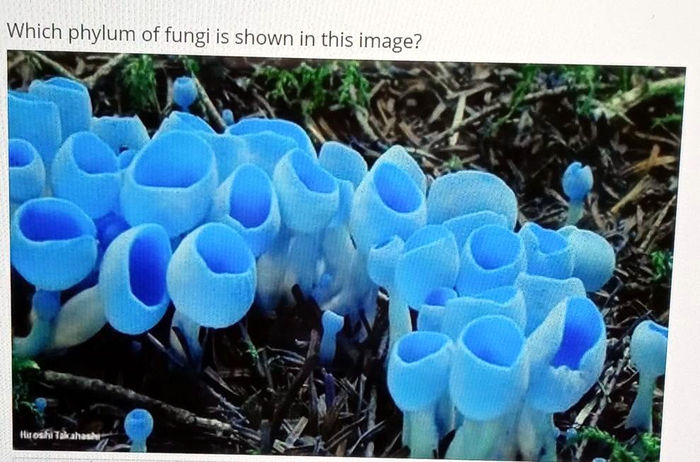 SOLVED:Which phylum of fungi is shown in this image?