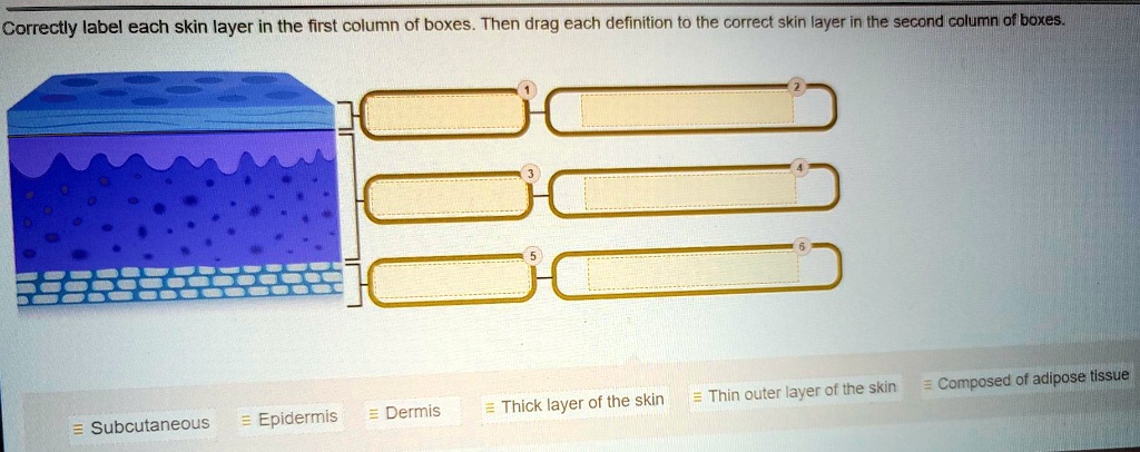 Correctly label each skin layer in the first column of boxes. Then drag each definition to the ...