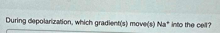 During depolarization, which gradient(s) move(s) Na^+ into the cell?