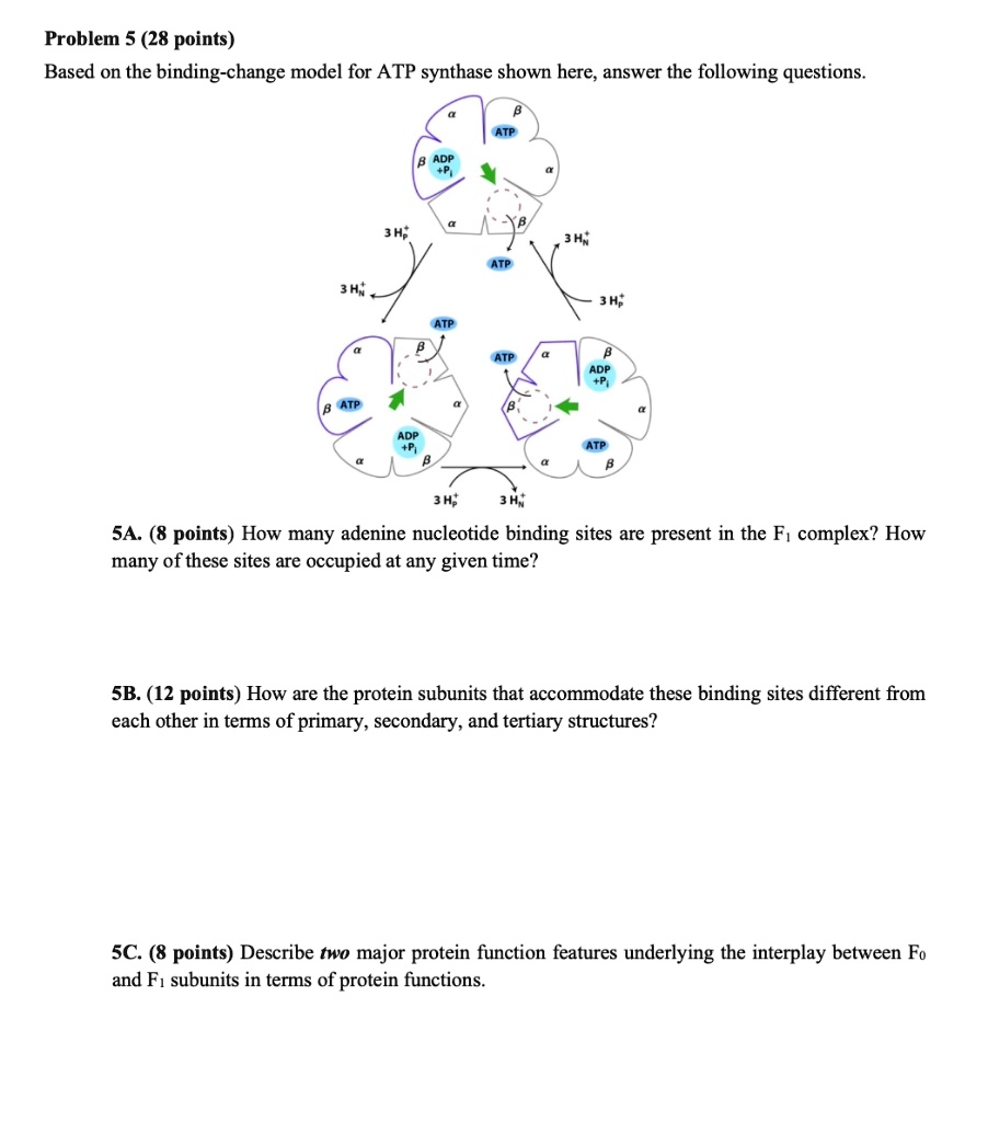 SOLVED:Problem 5 (28 points) Based on the binding-change model for ATP synthase shown here ...