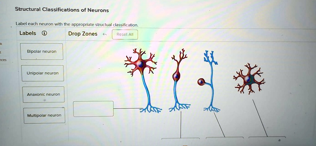 Structural Classifications of Neurons Label each neuron with the ...