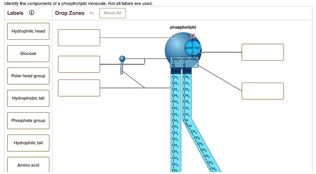 Identify the components of a phospholipid molecule. Not all labels are ...