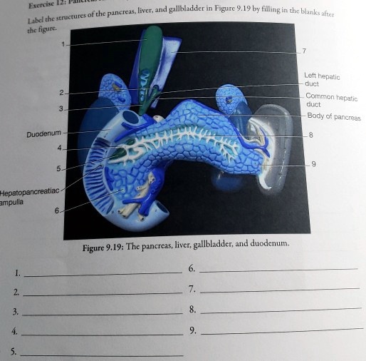 the figure left hepatic duct common hepatic duct body of pancreas 2 3 ...