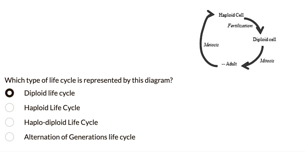 SOLVED: Haploid Cell Fertilization Diploid cell Meiosis Mitosis Adult ...