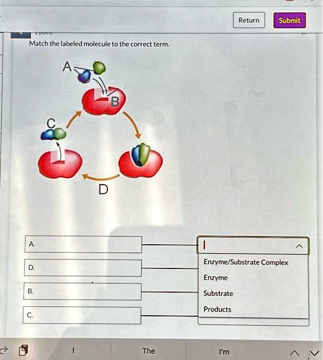 Match the labeled molecule to the correct term. A. D. B. C. A B C D Enzyme/Substrate Complex ...