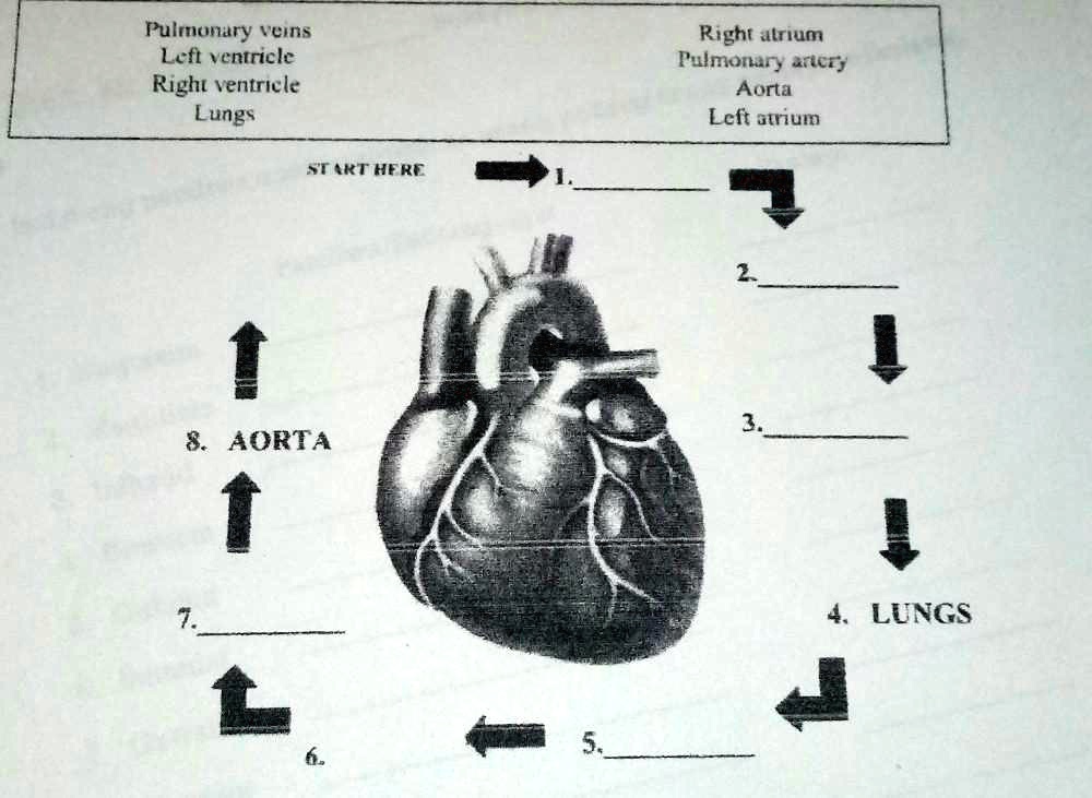 SOLVED: Please! Yung answer na matino yan po para sa grade ko please help me! Pulmonary Veins ...