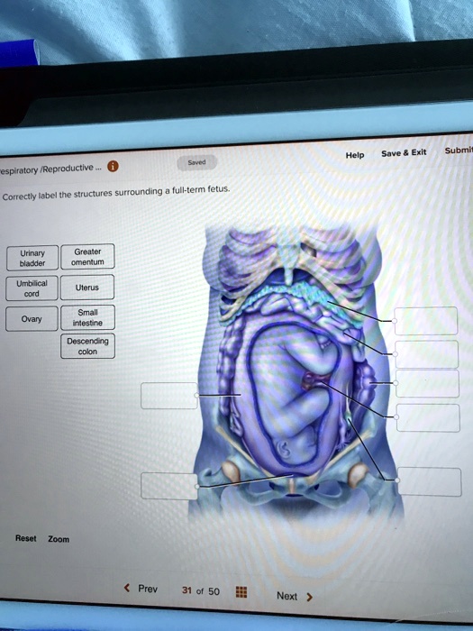 SOLVED: Respiratory/Reproductive .... Correctly label the structures ... SOLVED: Respiratory/Reproductive .... Correctly label the structures ...