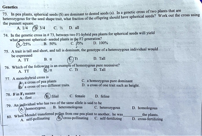 SOLVED: Genetic cross of two plants that are in pea plants, spherical ...