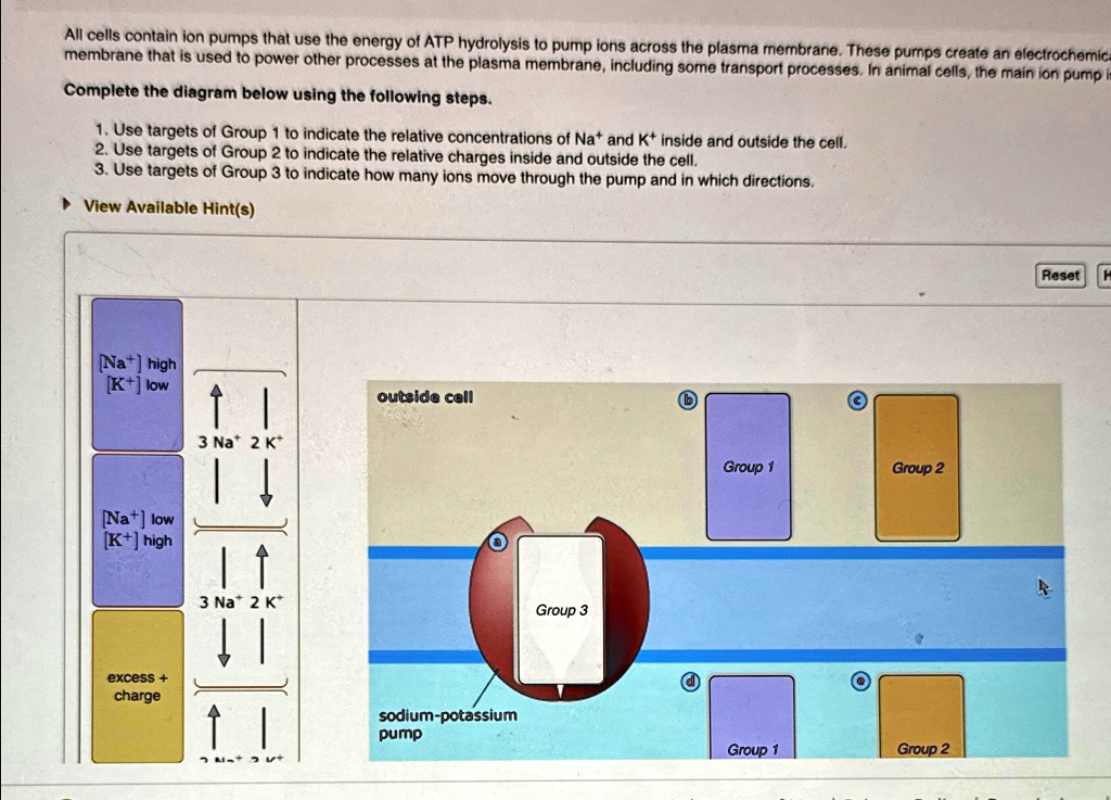 all cells contain ion pumps that use the energy of atp hydrolysis to ...
