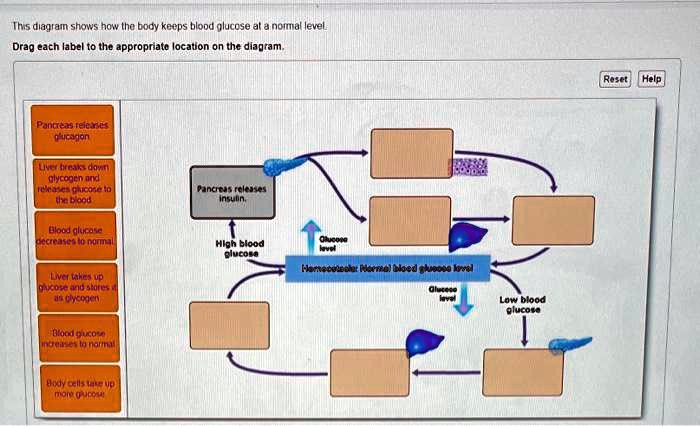 SOLVED: This diagram shows how the body keeps blood glucose at a normal ...